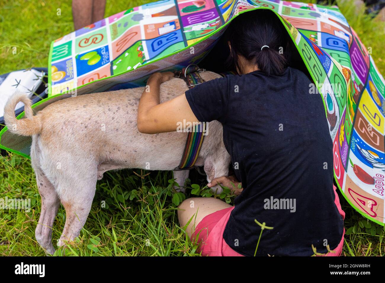 A woman with a dog shelters from the rain beneath a chart. Lopburi and ...