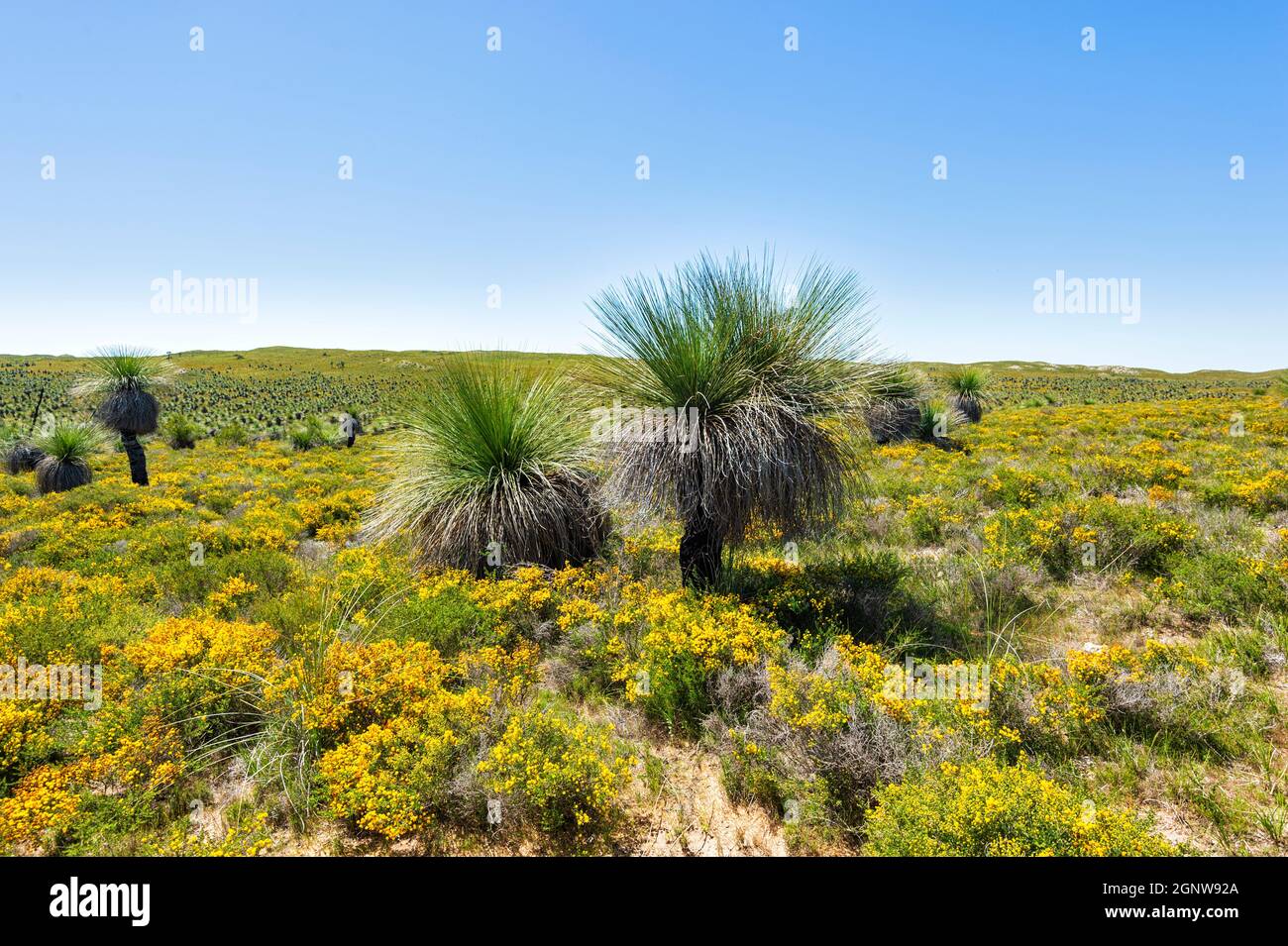 Xanthorrhoea hi-res stock photography and images - Alamy