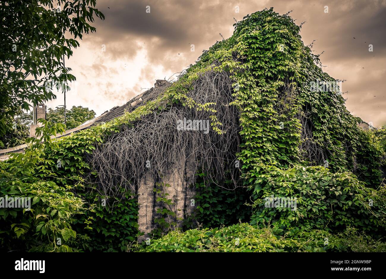 Vine covered barn hi-res stock photography and images - Alamy