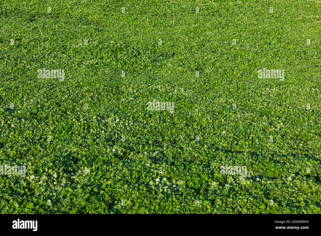 Watercress farming old hi-res stock photography and images - Alamy