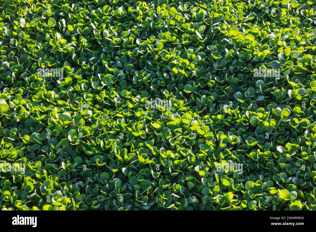 England, Hampshire, Old Alresford, Watercress Fields Stock Photo - Alamy