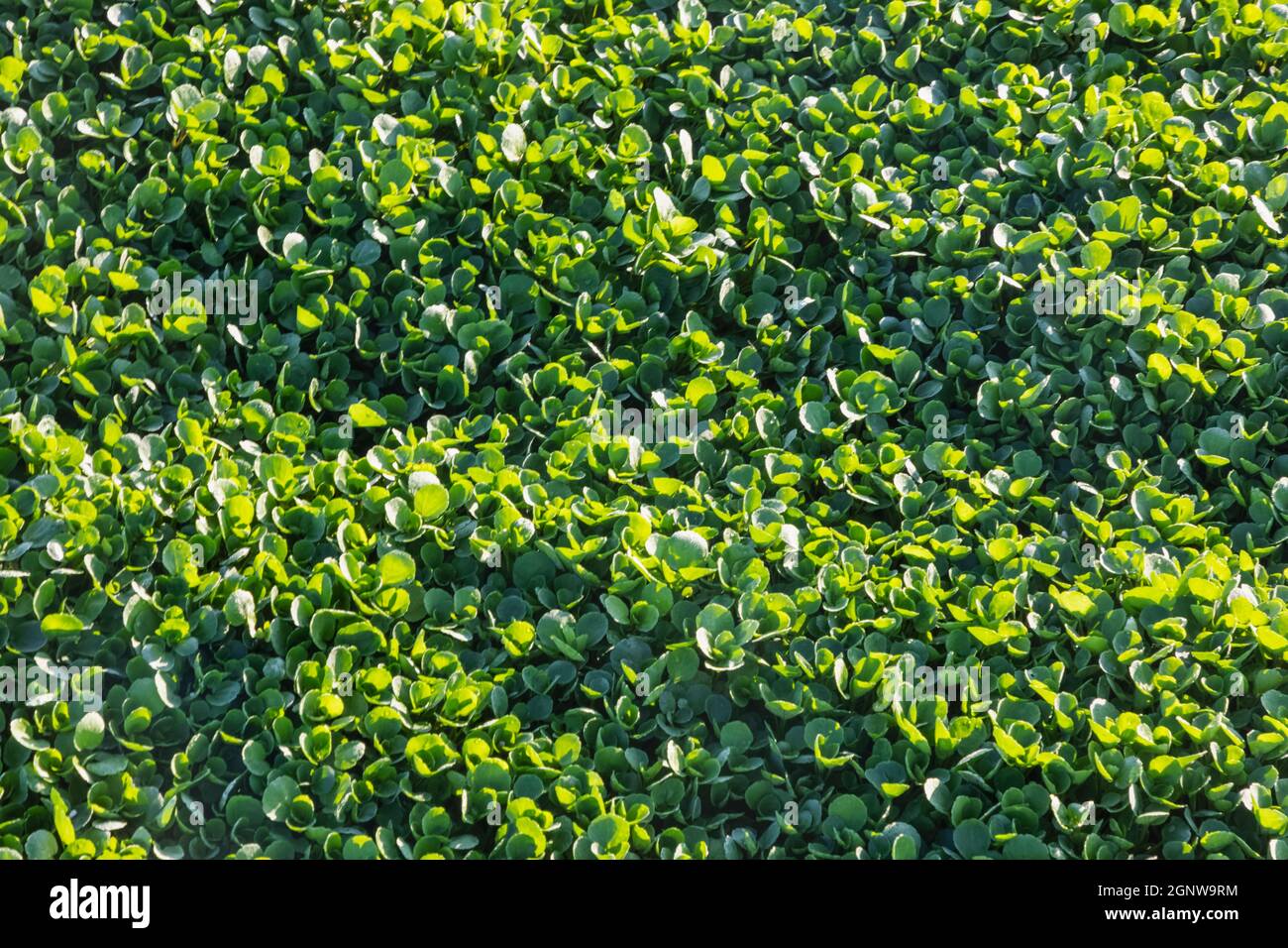 Watercress farming old hi-res stock photography and images - Alamy