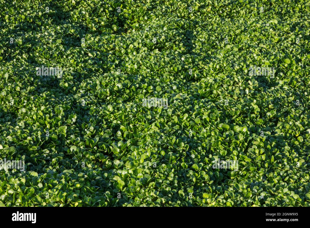 Watercress farming old hi-res stock photography and images - Alamy