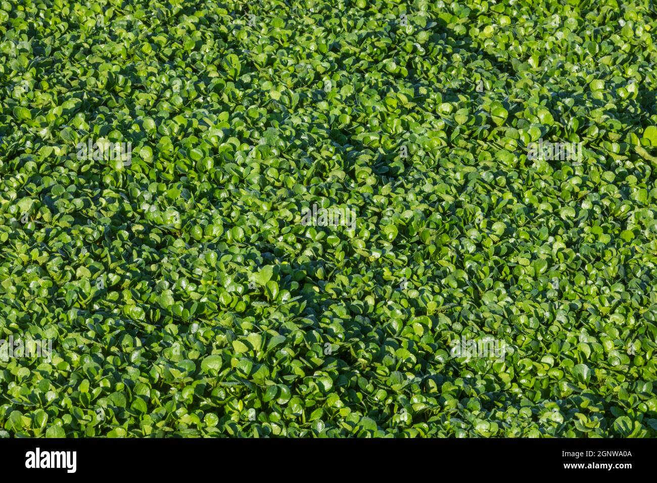 Watercress field england hampshire hi-res stock photography and images ...