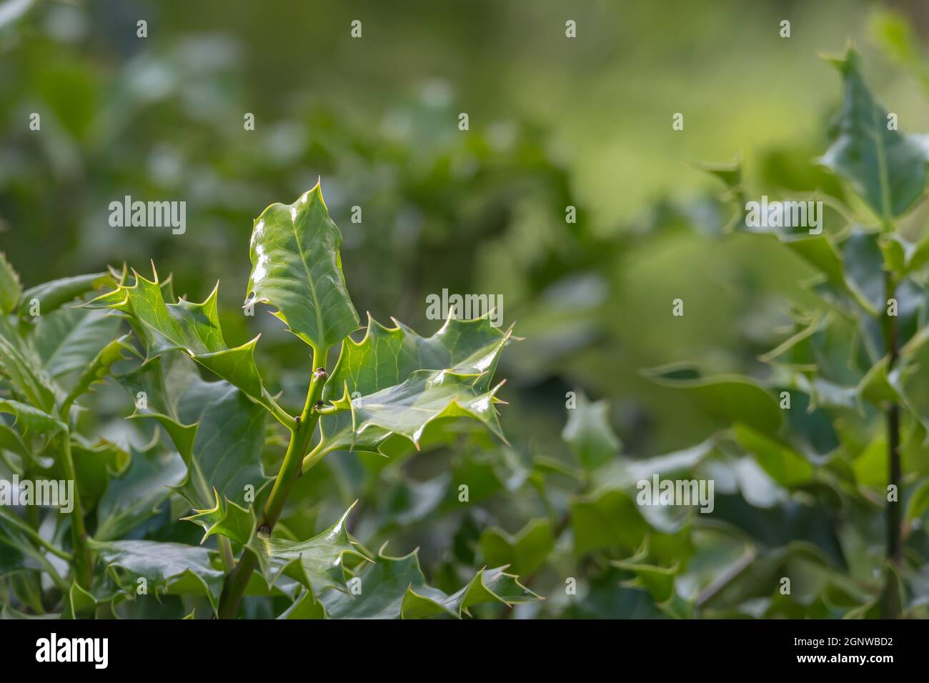 holly leaves growing outdoors on blur background in spring Stock Photo ...