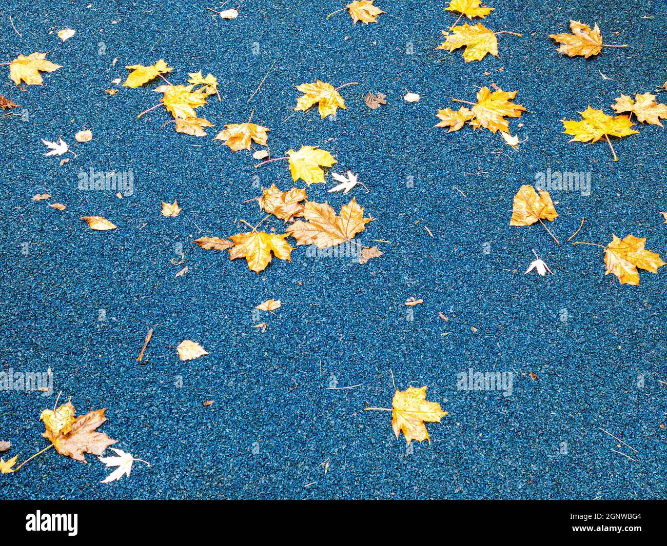 Wet with rain leaves hi-res stock photography and images - Alamy