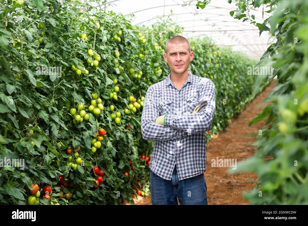 Portrait of contented greenhouse owner next to tomatoes harvest Stock ...