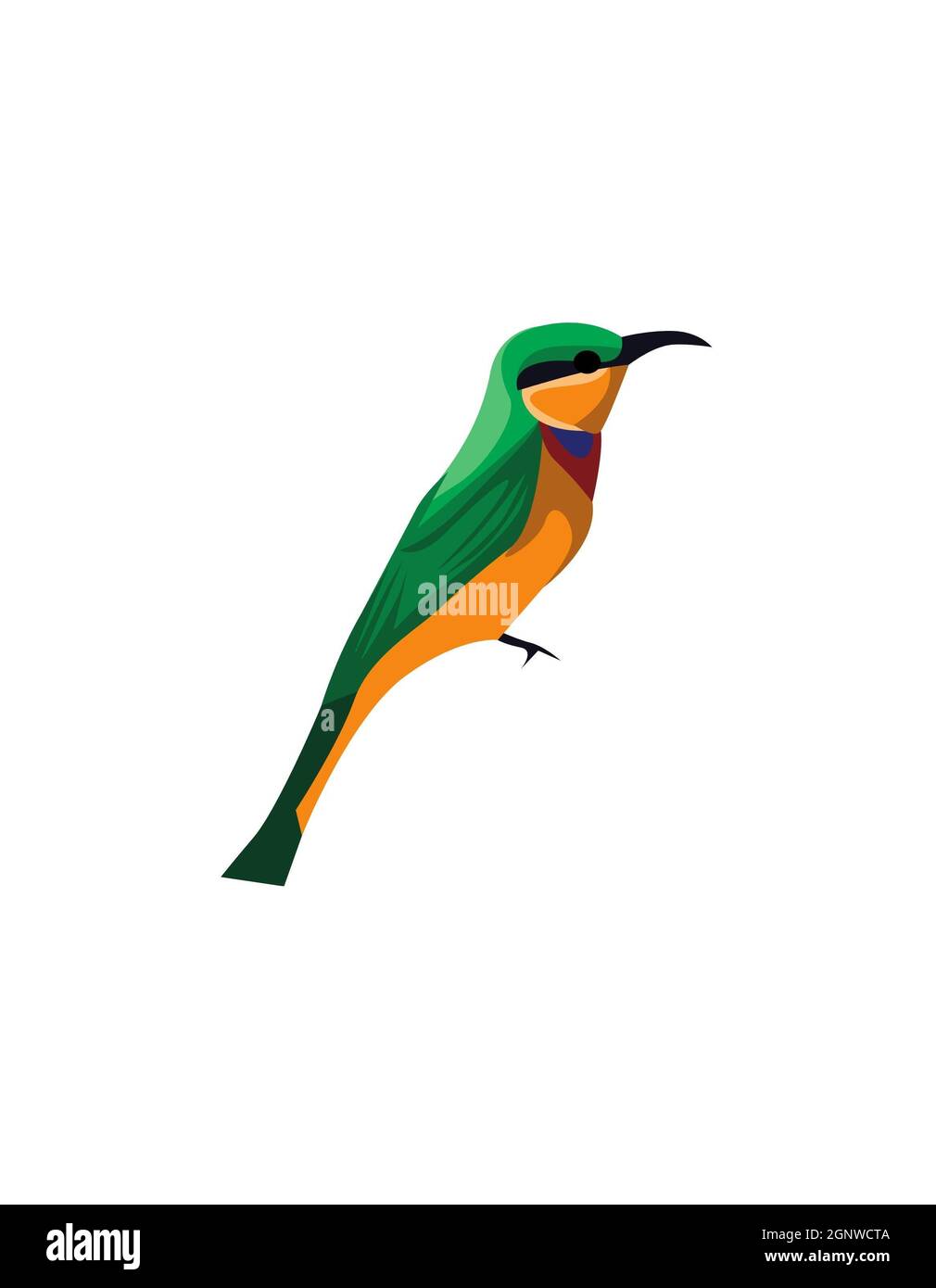 Beautiful cartoon birds parrot,dove,fauna,humming bird,black bird,blue ...