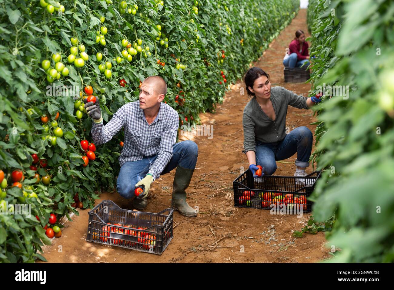 Farm worker gathering crop of organic tomatoes cultivar in hothouse ...