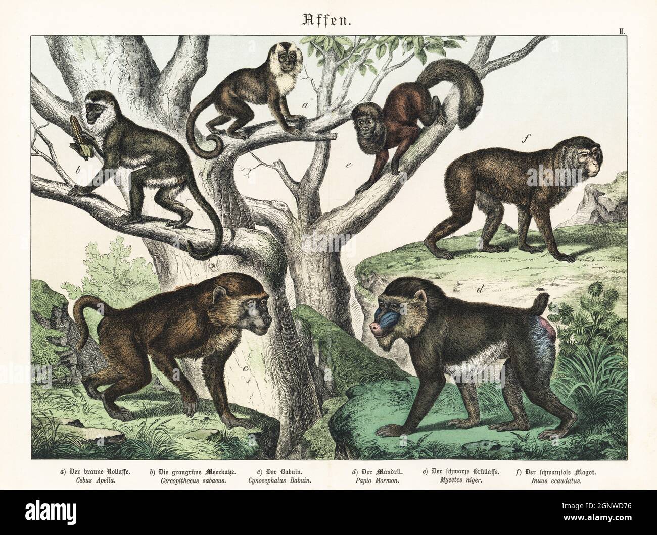 Monkey kingdom poster hi-res stock photography and images - Alamy