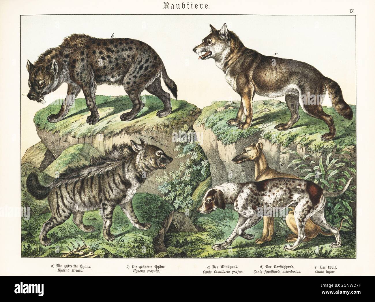 Canis familiaris grajus hi-res stock photography and images - Alamy