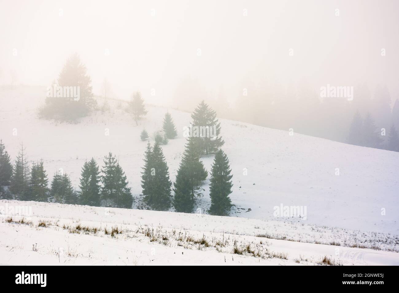 Wintry white tree misty christmas hi-res stock photography and images ...