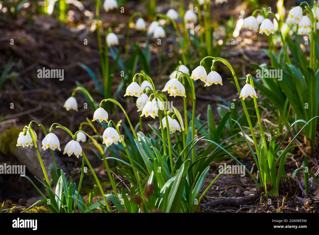 beautiful nature background in spring season. close up photo of summer ...
