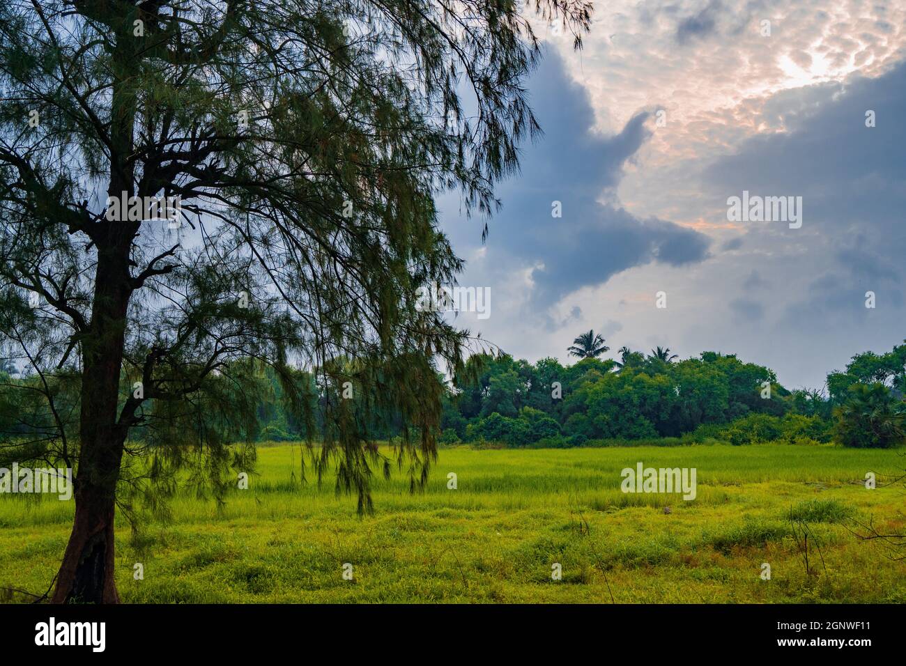 Casuarina tree hi-res stock photography and images - Alamy