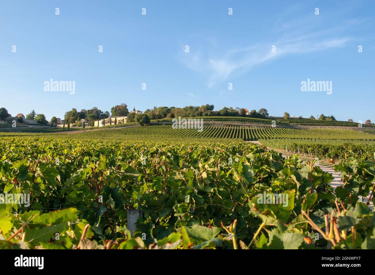 Ripe red Merlot grapes on rows of vines in a vienyard before the wine ...