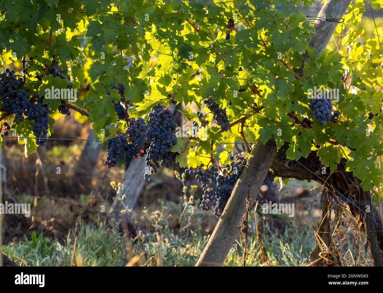 Red wine grapes ready to harvest and wine production. Saint Emilion ...