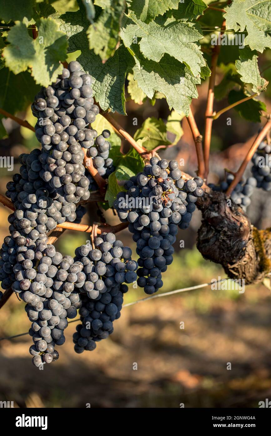 Close up of red merlot grapes in vineyard. Medoc, Gironde, Aquitaine ...