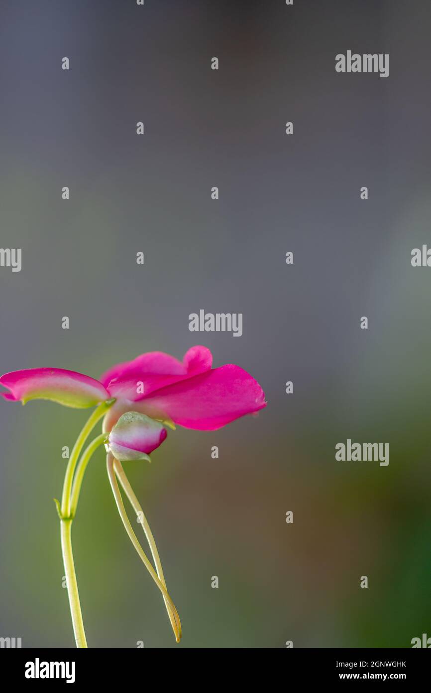 Balsam beauty hi-res stock photography and images - Alamy