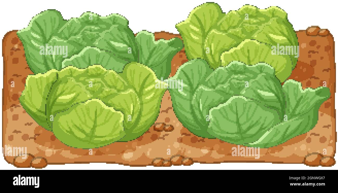 Cabbage in soil on white background illustration Stock Vector Image ...
