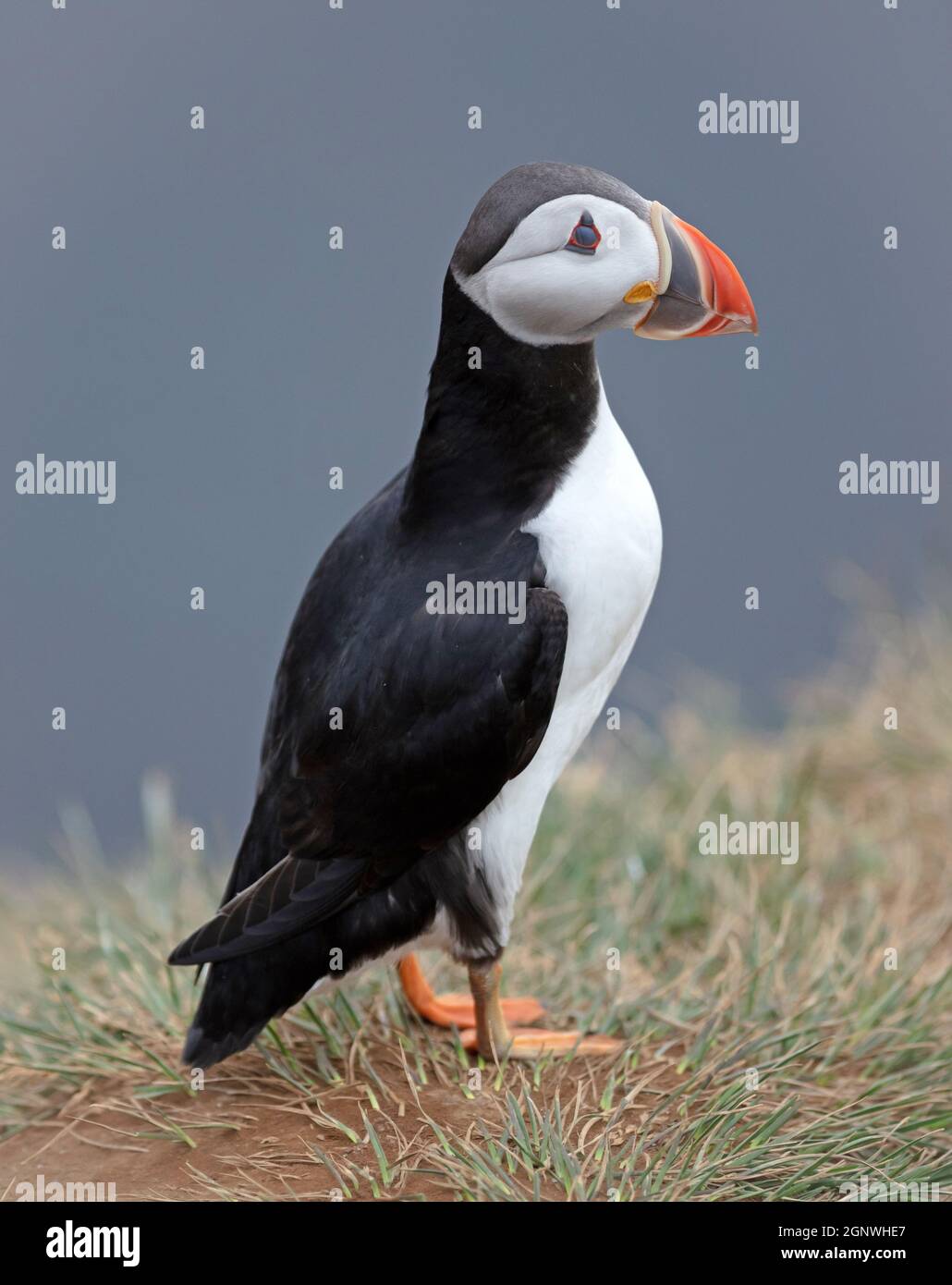 The atlantic puffin lives on the ocean and comes for nesting and ...