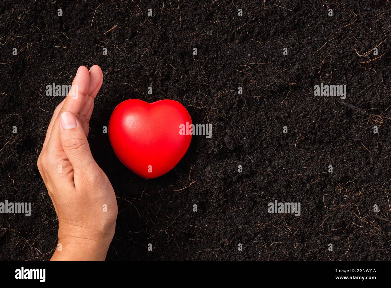 Top view of farmer woman hand holding red heart on compost fertile ...