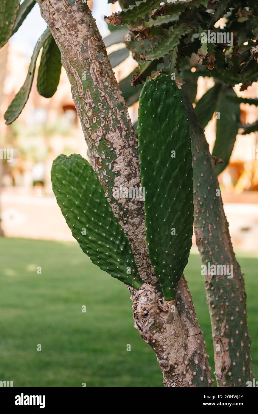 Cactus In Egypt High Resolution Stock Photography and Images - Alamy