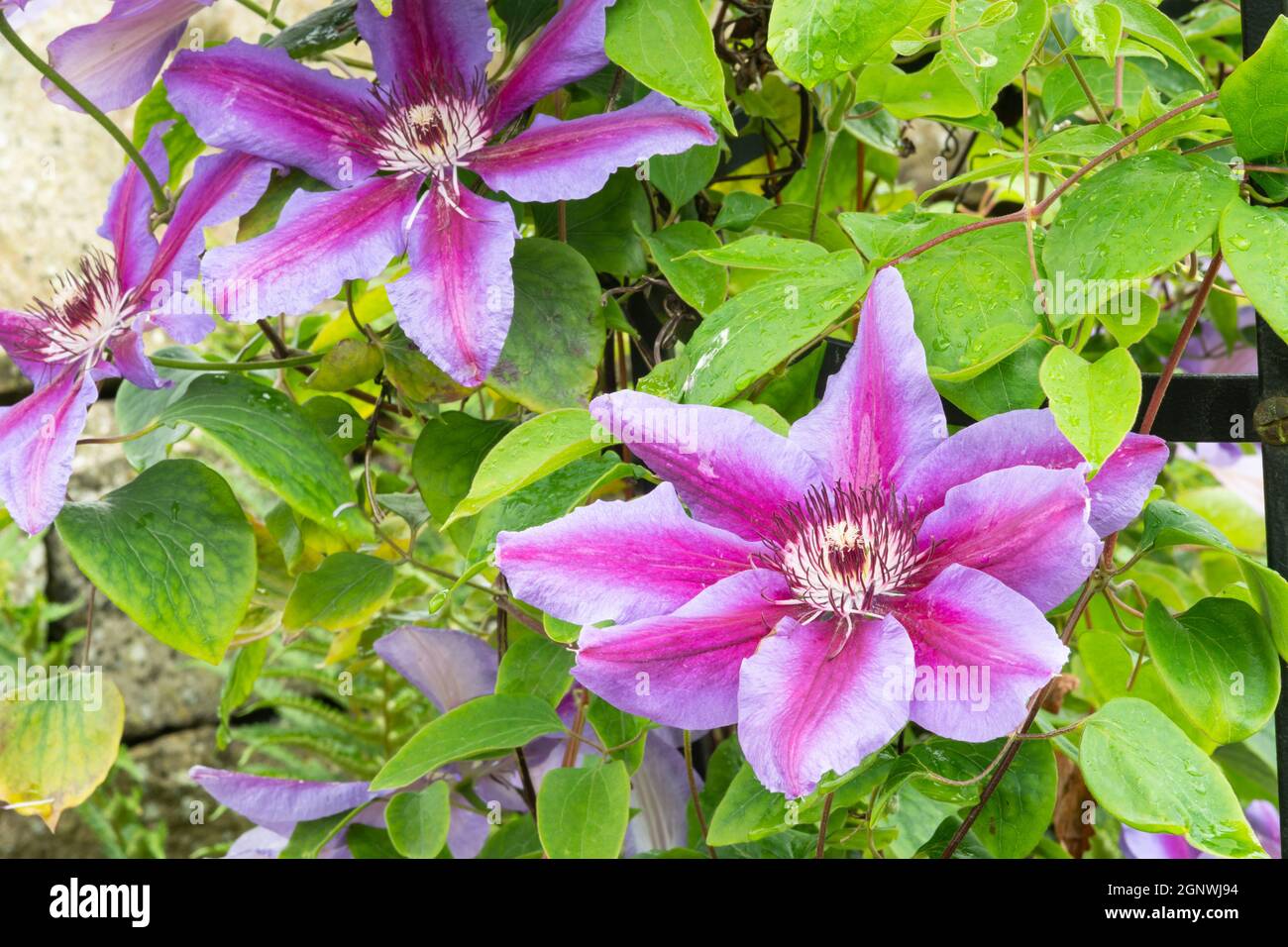 Clematis 'Fireworks' blooms Stock Photo - Alamy