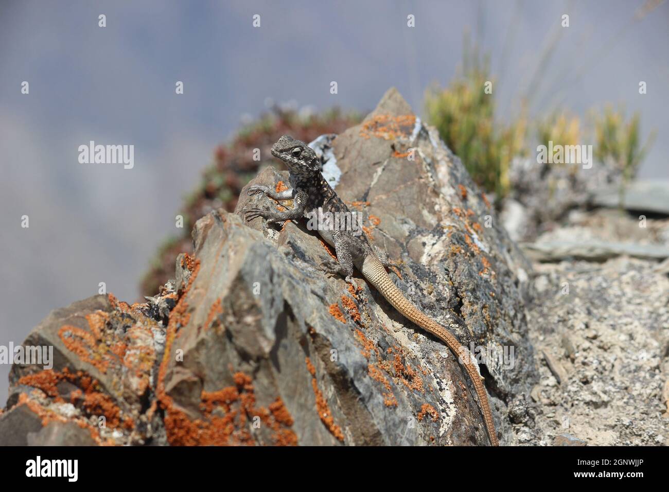 Native reptilian species hi-res stock photography and images - Alamy