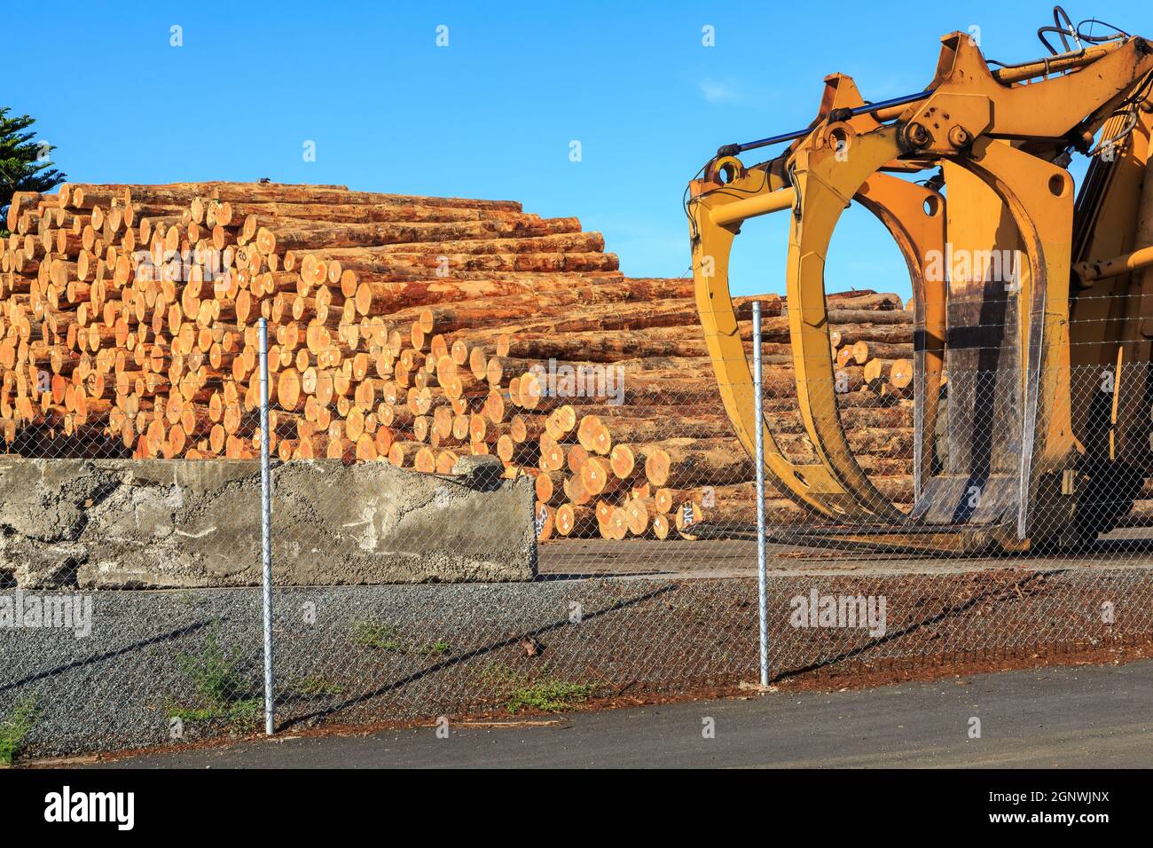 A stack of Pinus radiata logs ready for processing in an industrial ...