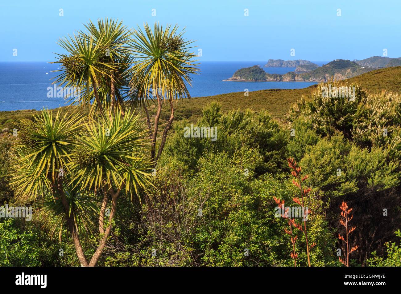 A view of the sea and native forest on the cliffs near Russell in the ...