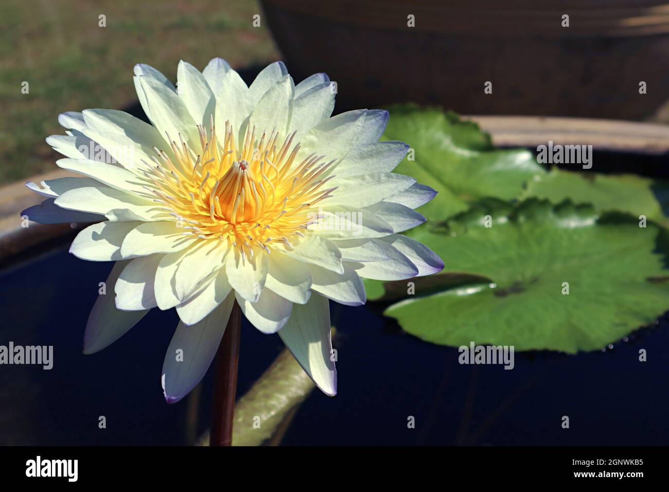 Beautiful Pale Blue Nymphaea Caerulea Water Lily Blooming in the ...