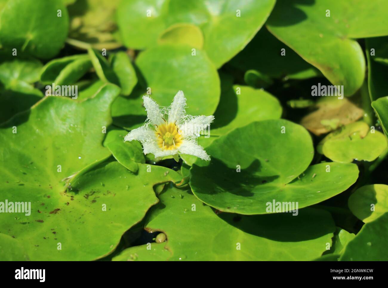 Water fringe hi-res stock photography and images - Alamy