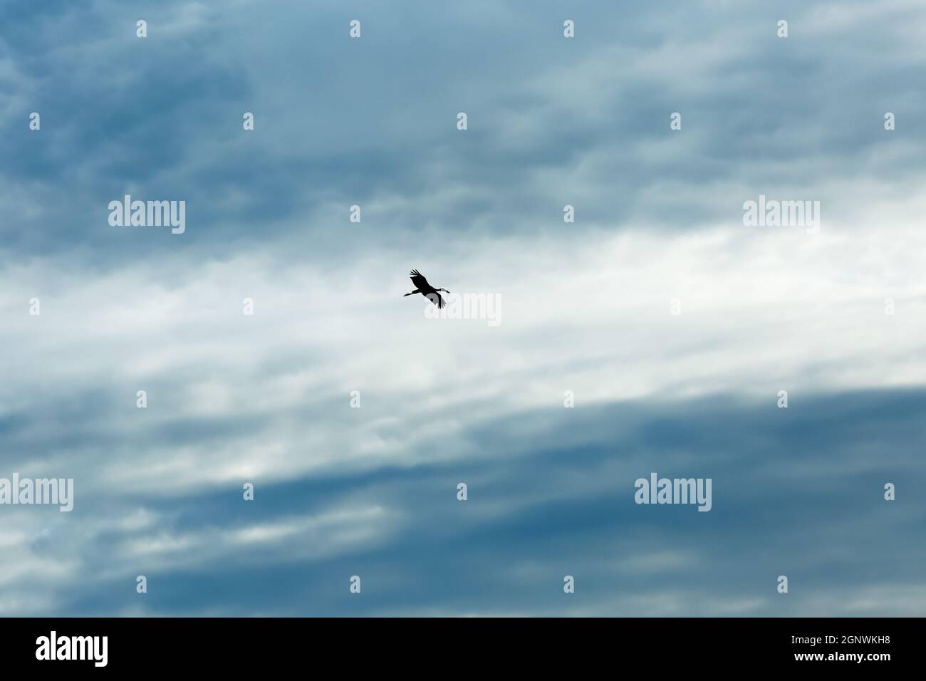 Flying alone hi-res stock photography and images - Alamy