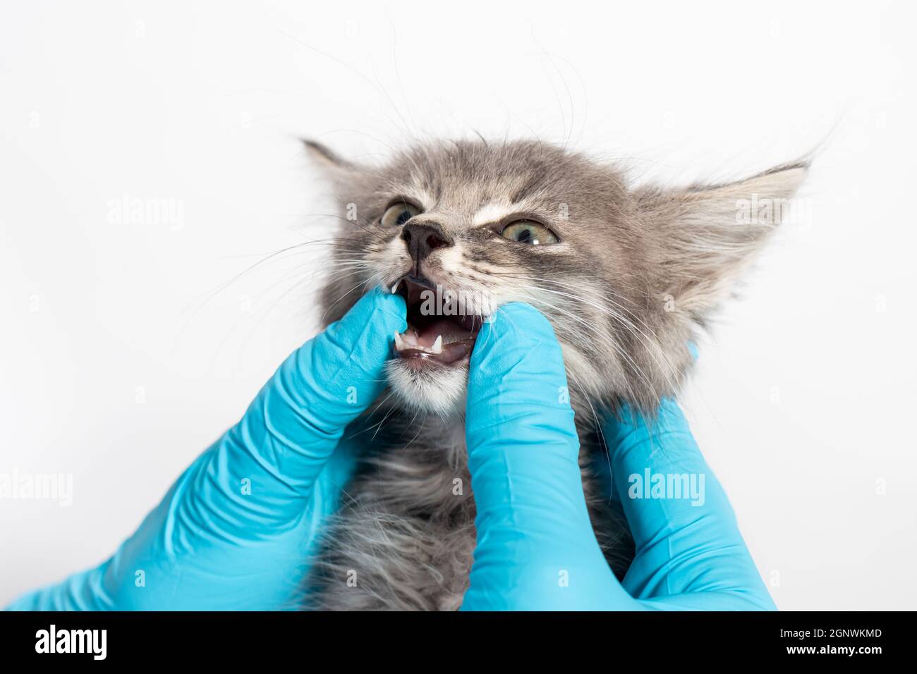 Examination of milk teeth in a 1 or 2 month old kitten. Dentistry for ...