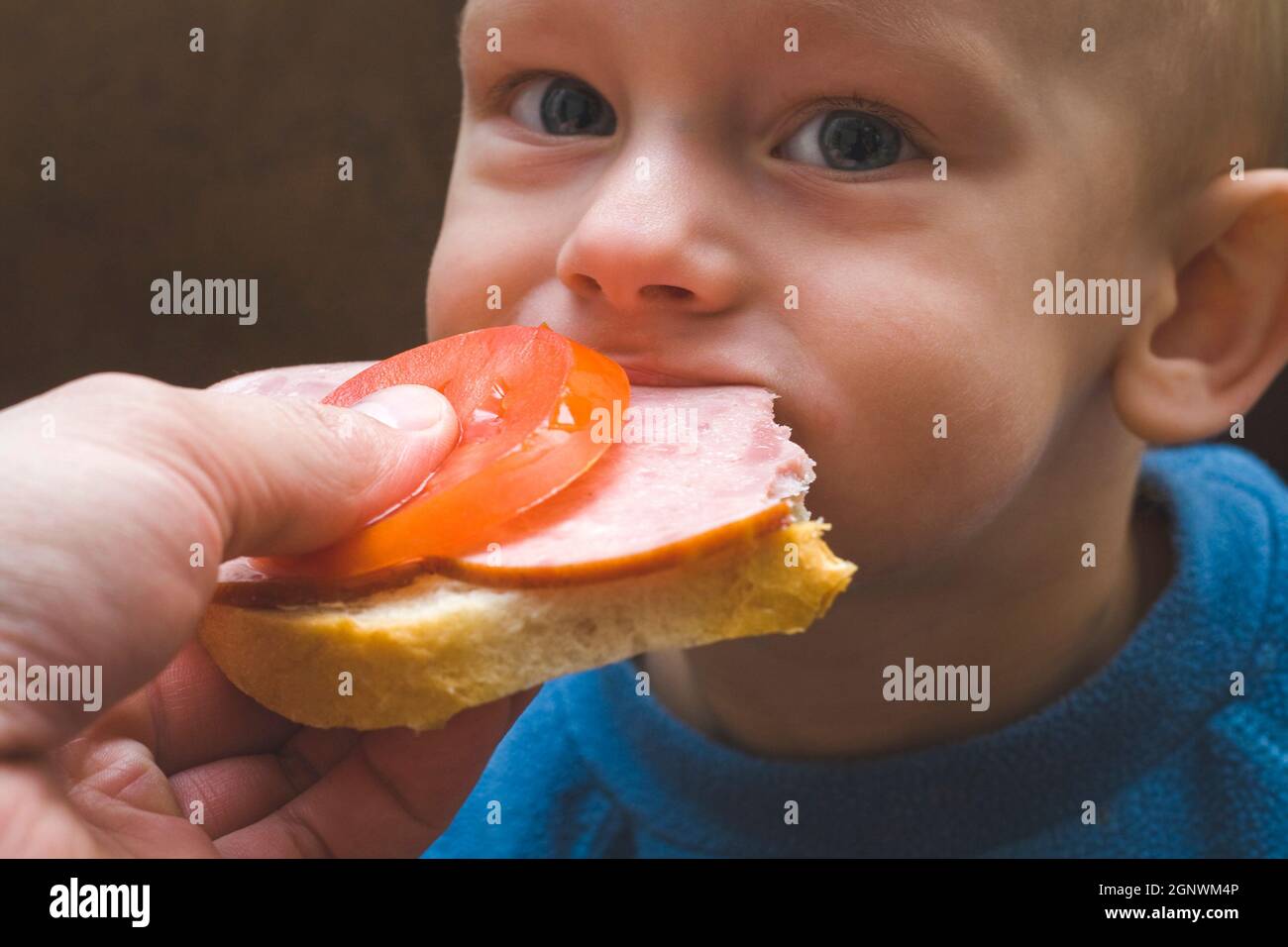 One year old baby boy eat sandwich with ham and tomato feed by hand of ...