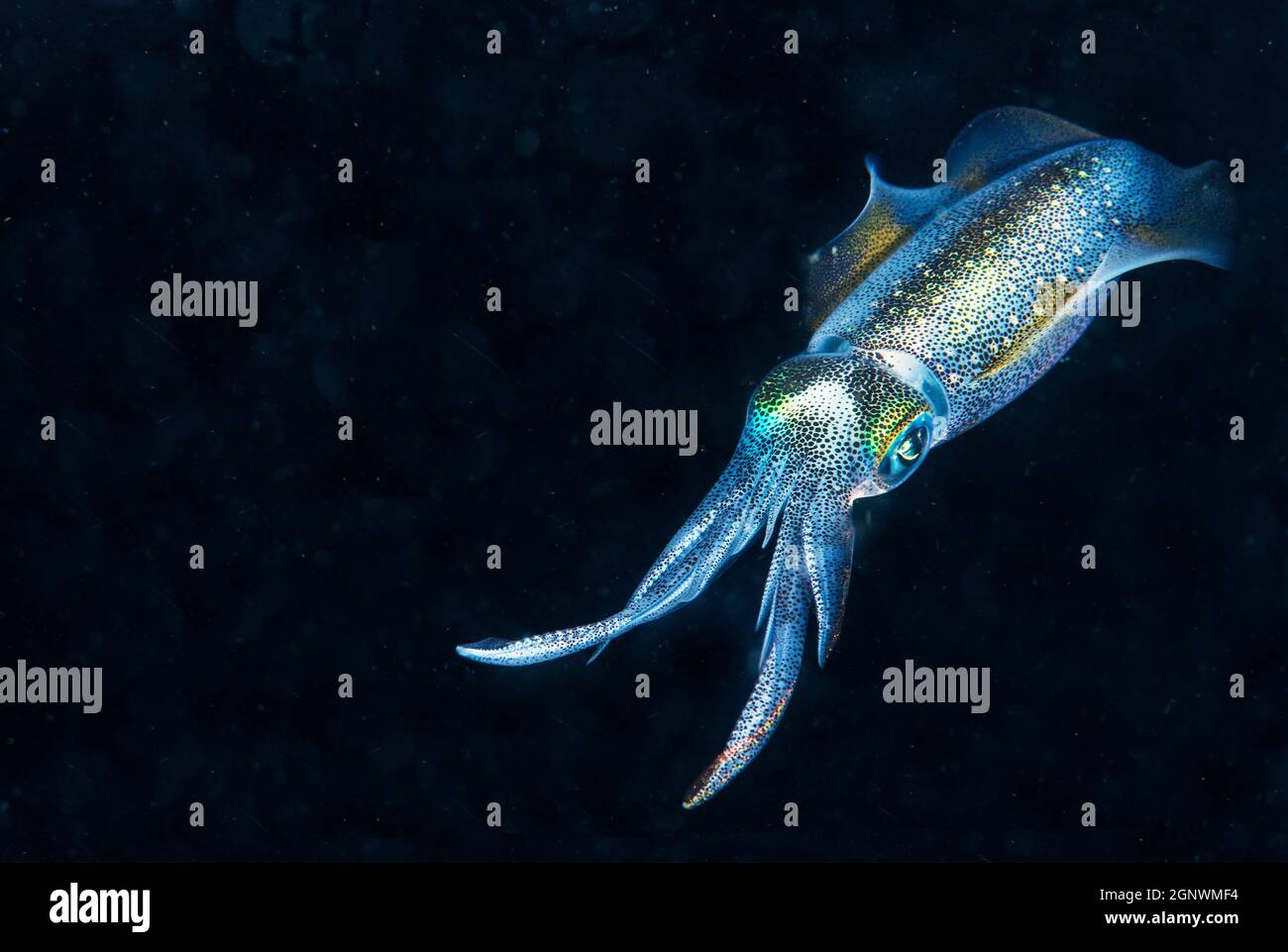 Dark underwater hi-res stock photography and images - Alamy