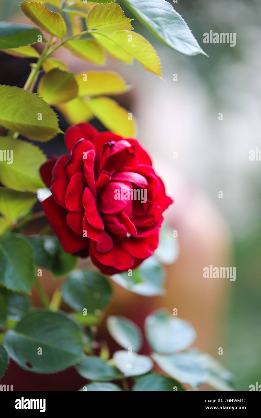 Beautiful red rose Stock Photo - Alamy