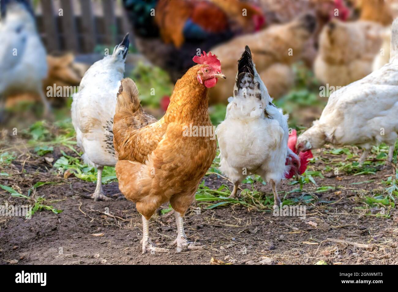 Chicken rooster in country farm hi-res stock photography and images - Alamy