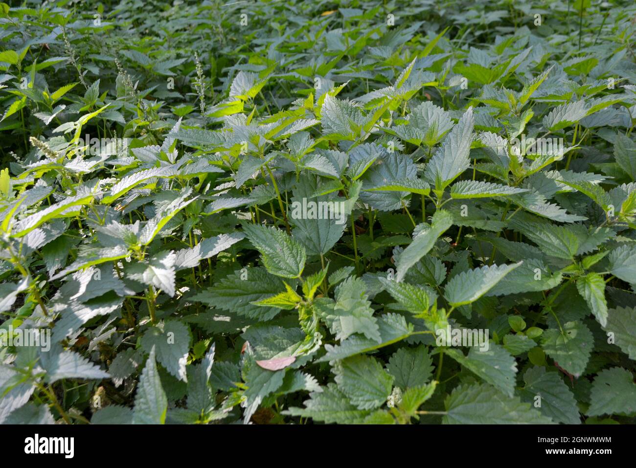green leaves drip. Tall and big nettles are growing, there are a lot of ...