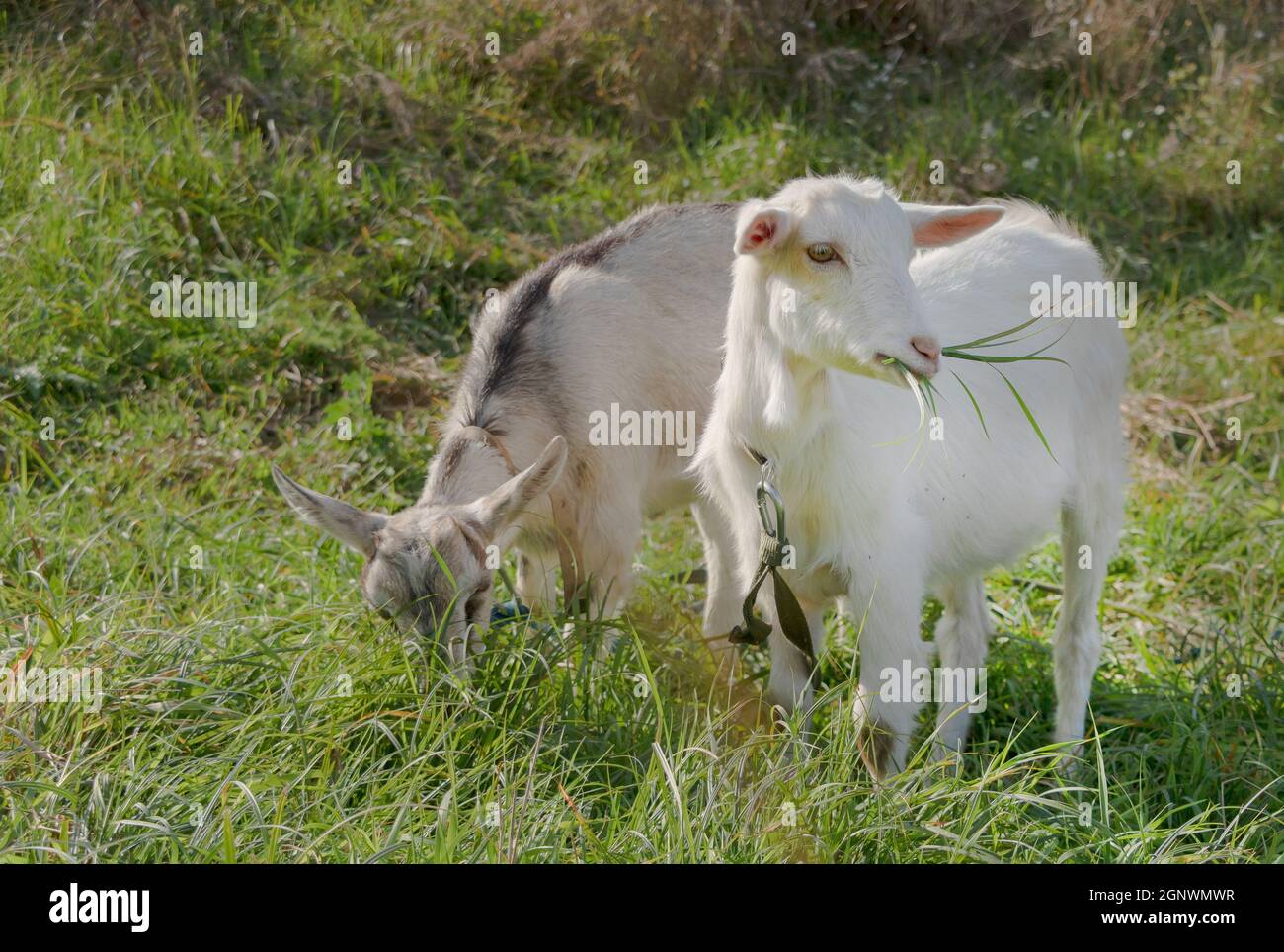 Two white goats eats grass in the field Stock Photo - Alamy