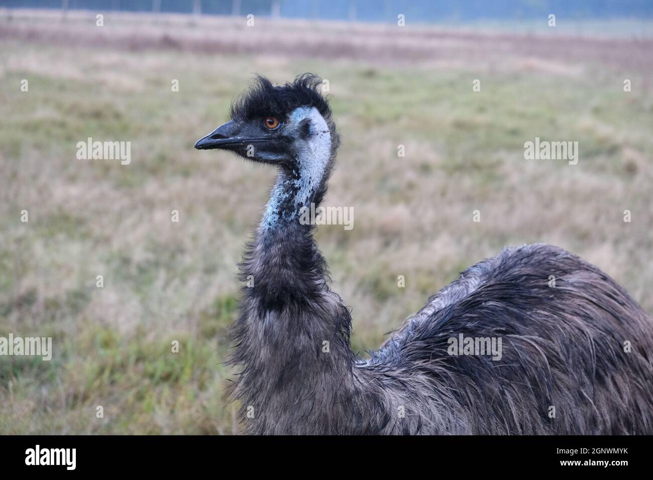 emu on its guard Stock Photo - Alamy