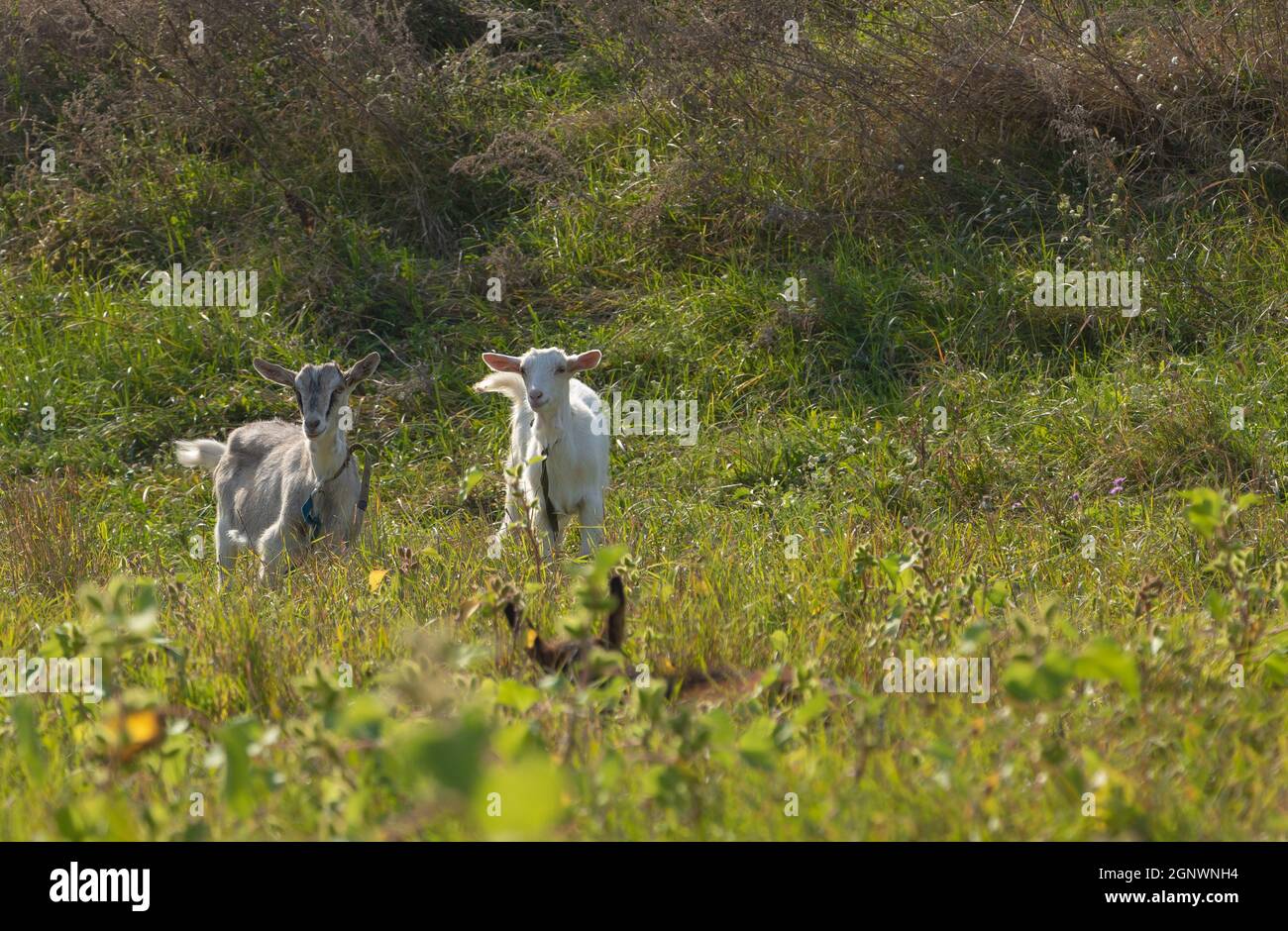 Two kids with farm animals hi-res stock photography and images - Alamy