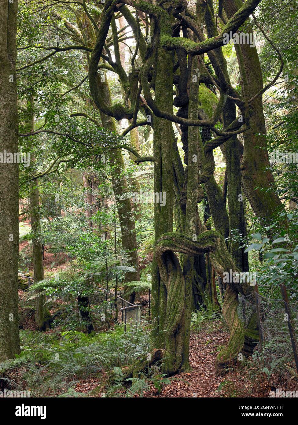 Mt wilson nsw hi-res stock photography and images - Alamy