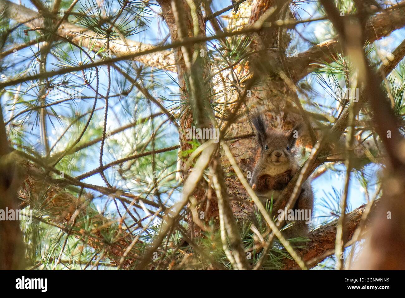 Squirrel looking down from tree hi-res stock photography and images - Alamy