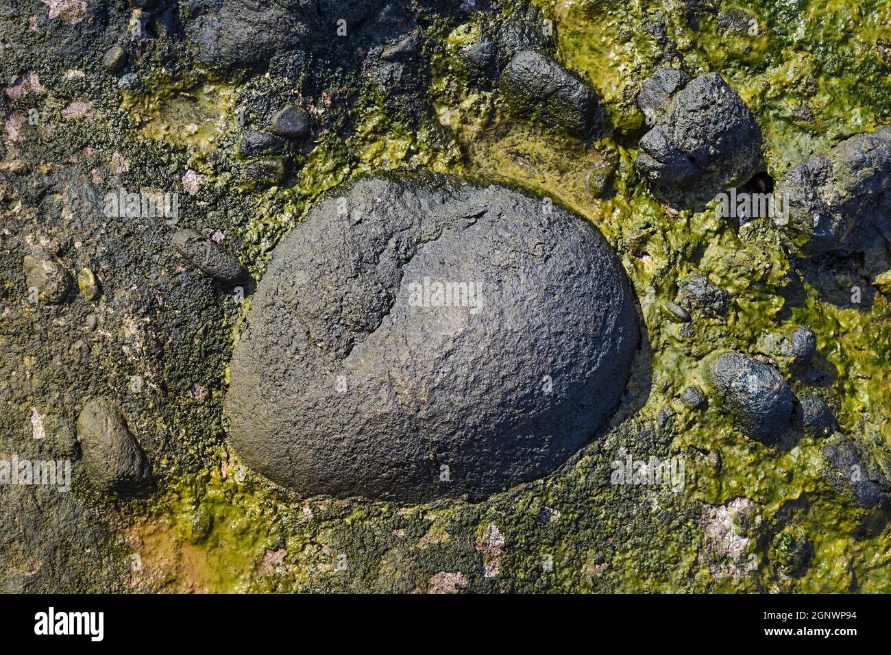 Algae on big stone in the Sea close Stock Photo - Alamy