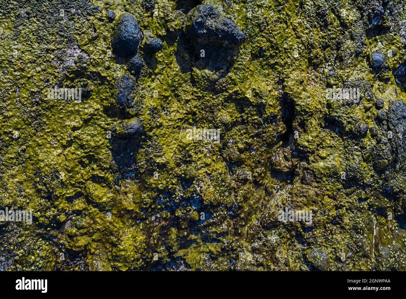 Algae on stones hi-res stock photography and images - Alamy