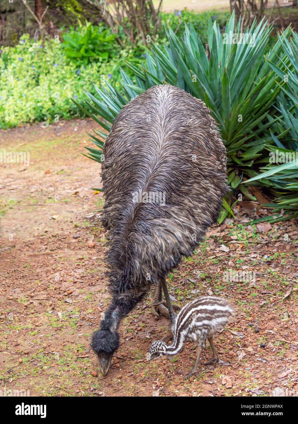 An emu chick close to its father. Emus are endemic to Australia where ...