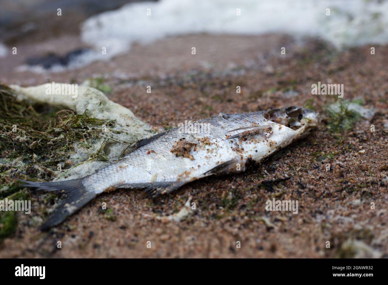 Dead fish algae hi-res stock photography and images - Alamy