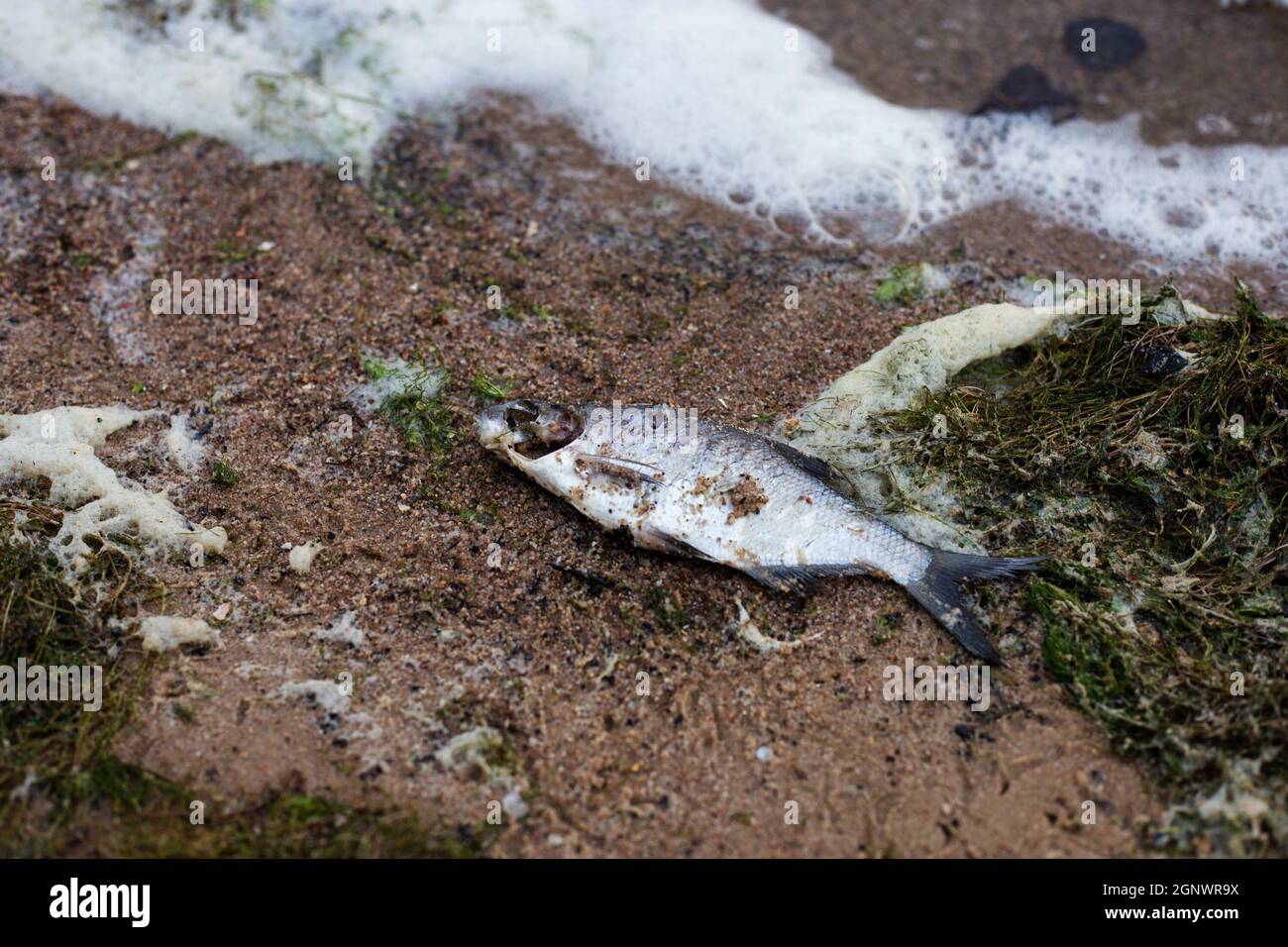 Dead fish algae hi-res stock photography and images - Alamy