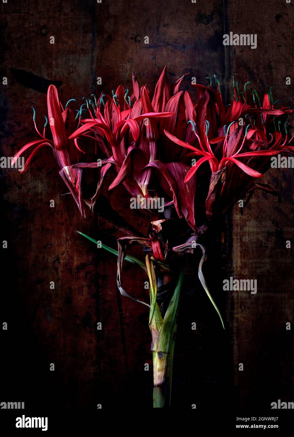 Gymea Lily , wood background, flowers, Credit:Chris L Jones / Avalon ...